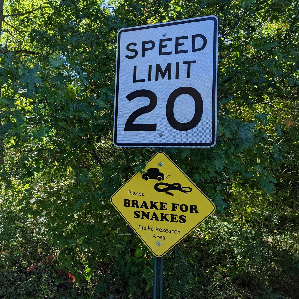 Solve Brake For Snakes jigsaw puzzle online with 100 pieces