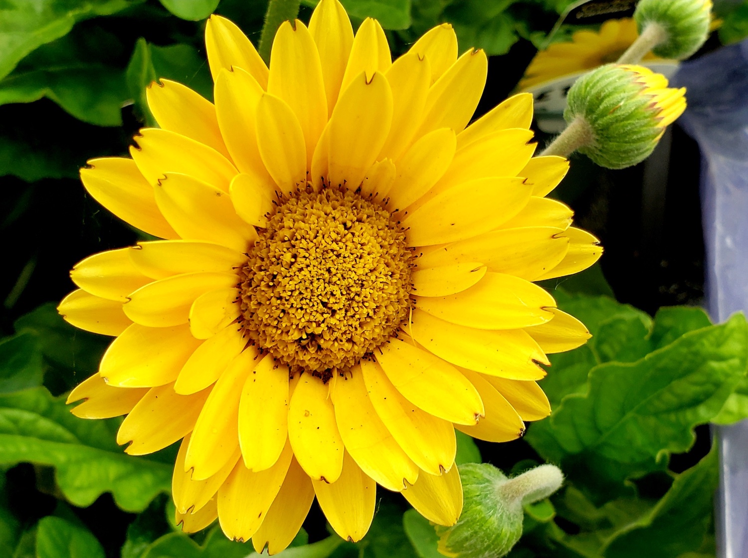 Solve Flower jigsaw puzzle online with 24 pieces