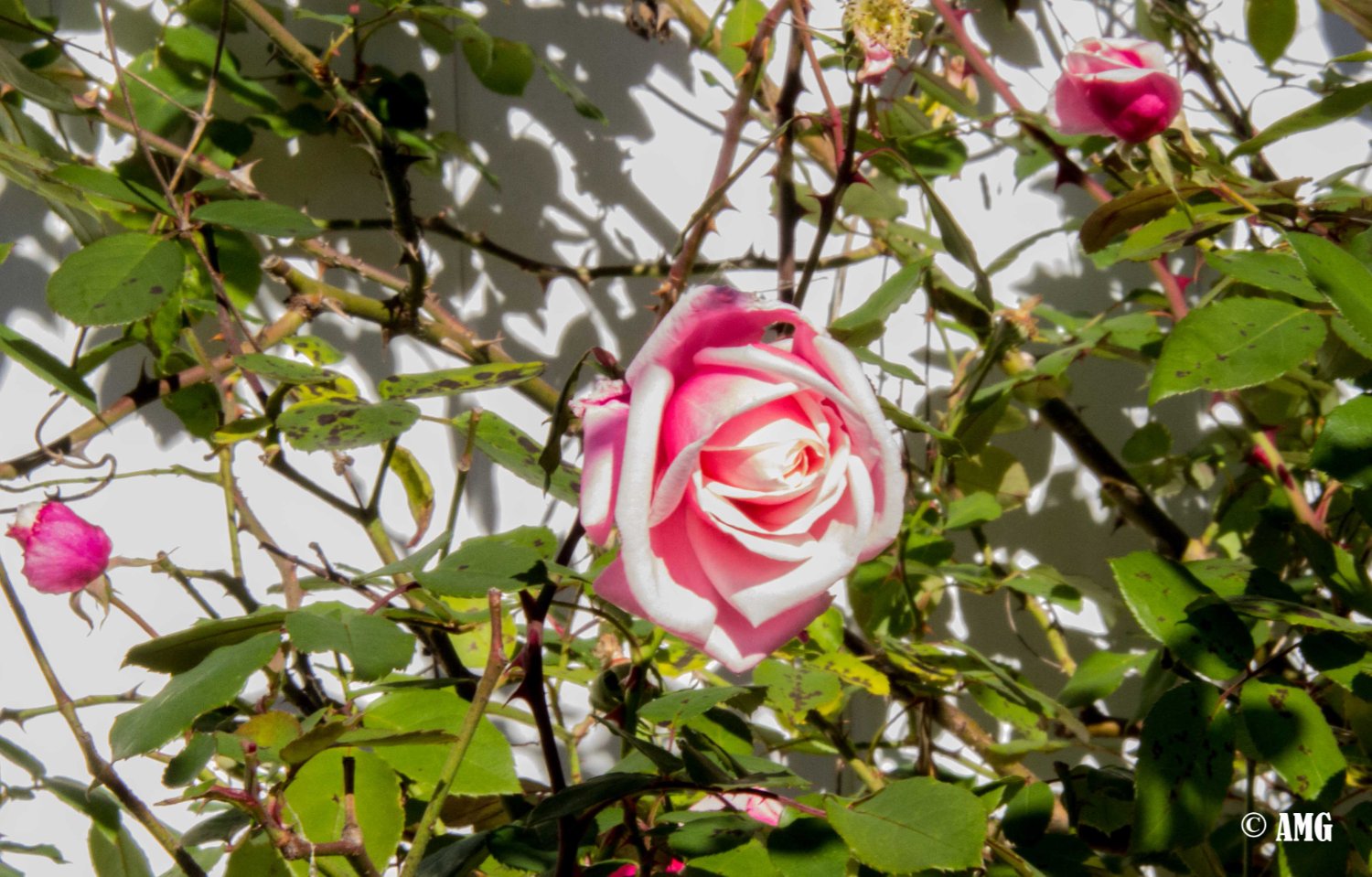 Solve Blossom Time Rose Still Blooming jigsaw puzzle online with 12 pieces