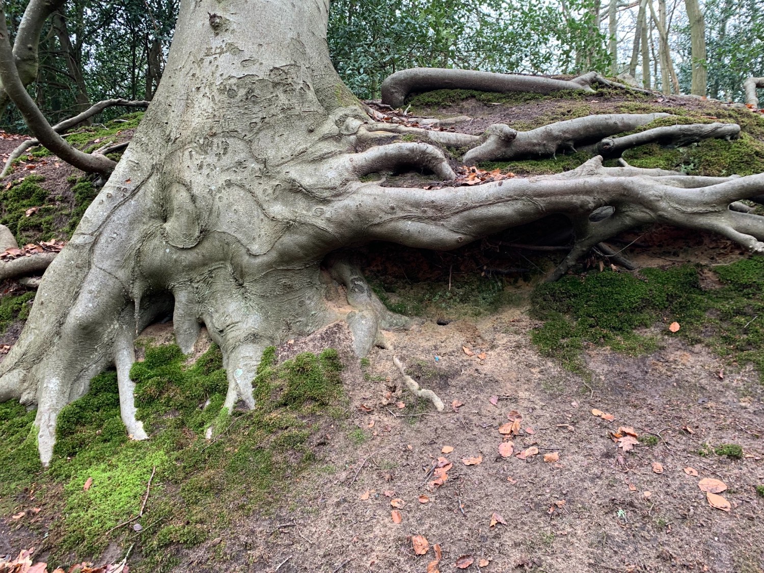 Solve The hobbit hideaway tree jigsaw puzzle online with 63 pieces