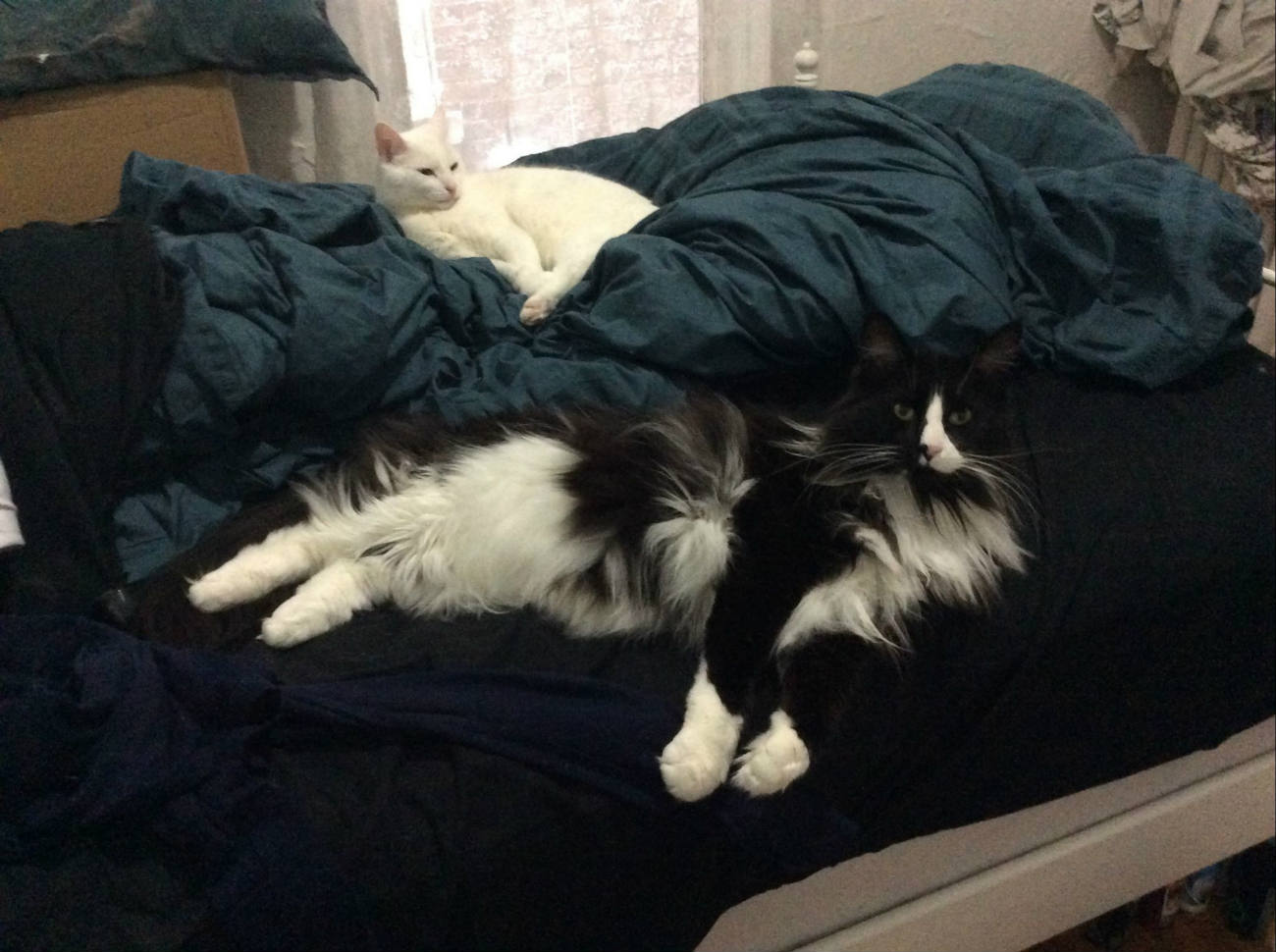 Solve The grown-up Boy Cats almost 6 years later, in all their sullen ...