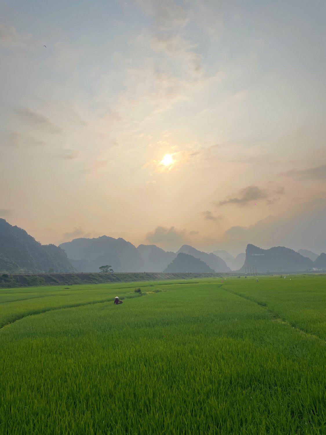 Solve rice field jigsaw puzzle online with 594 pieces