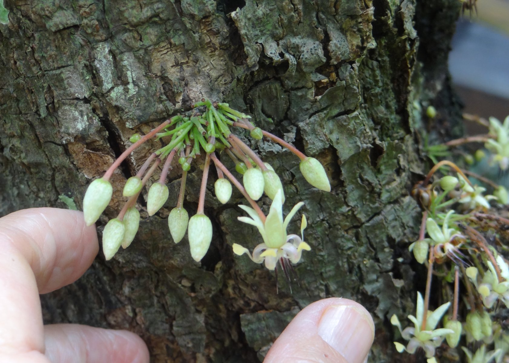 Solve Very Tiny bunches of flowers - on the bark of a tree in the ...