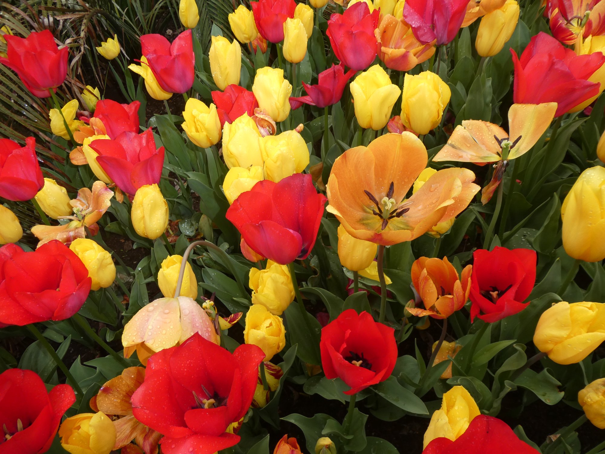 Solve Tulips jigsaw puzzle online with 154 pieces