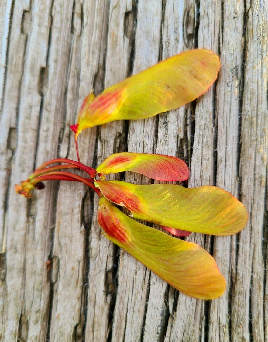 Solve Maple Tree Seed Helicopters jigsaw puzzle online with 63 pieces