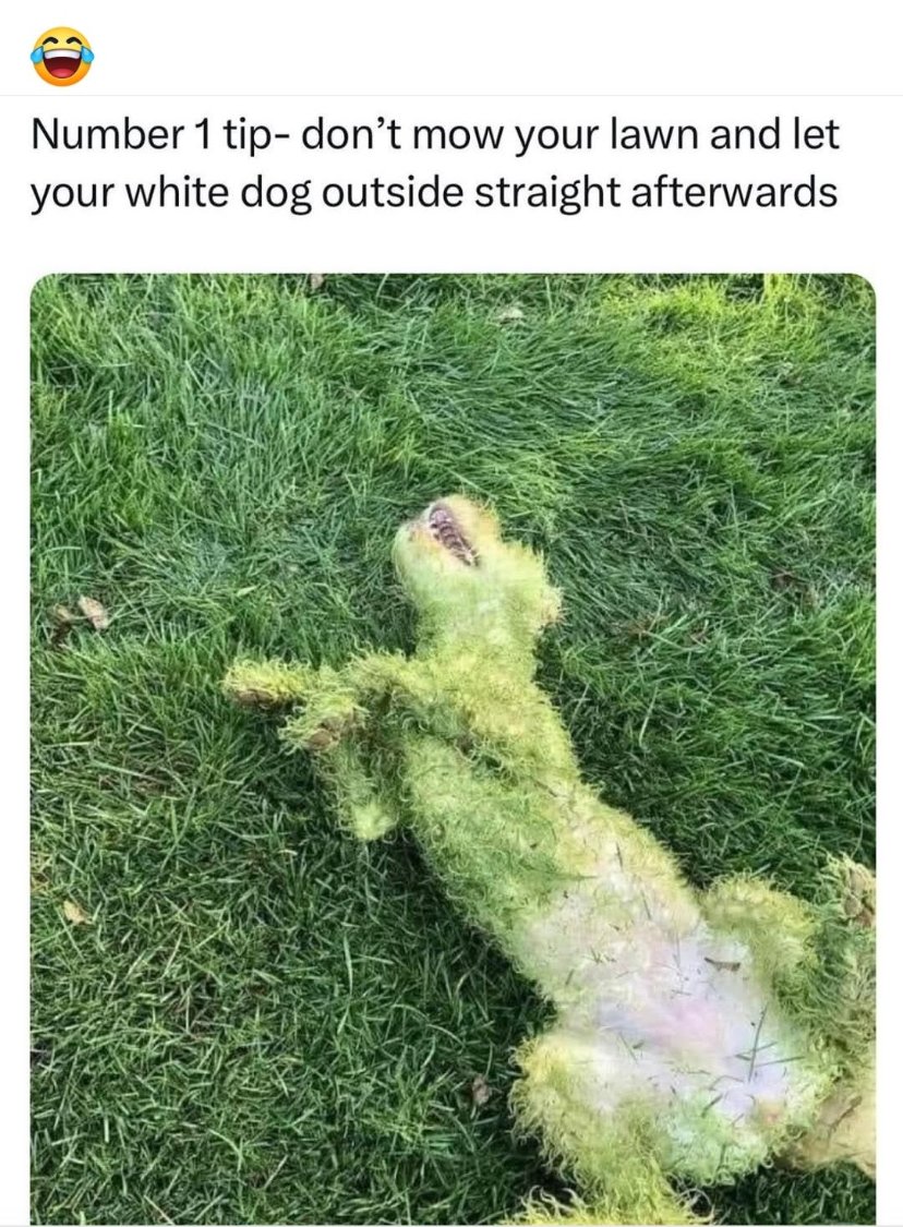 Solve Dog :-) jigsaw puzzle online with 20 pieces