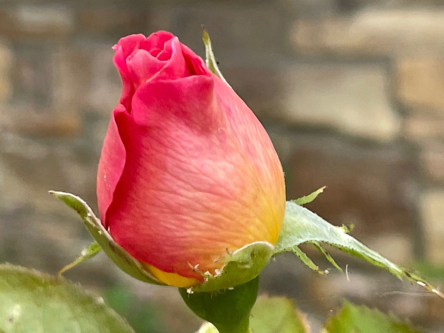 Solve Roses jigsaw puzzle online with 70 pieces