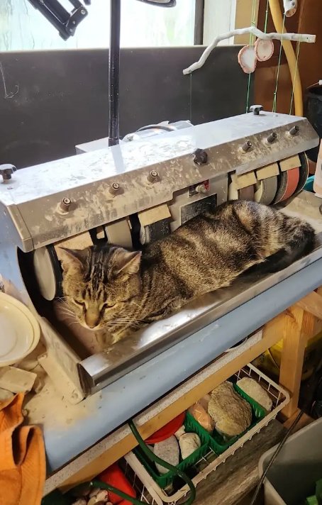 Solve Murphy jigsaw puzzle online with 40 pieces