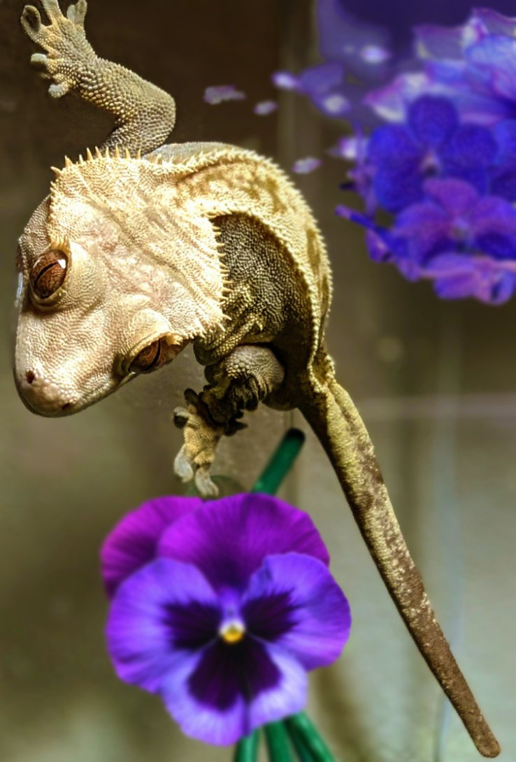 Jigsaw Puzzle | Arlo our male Crested Gecko 10-4-2023 | 204 pieces | Jigidi