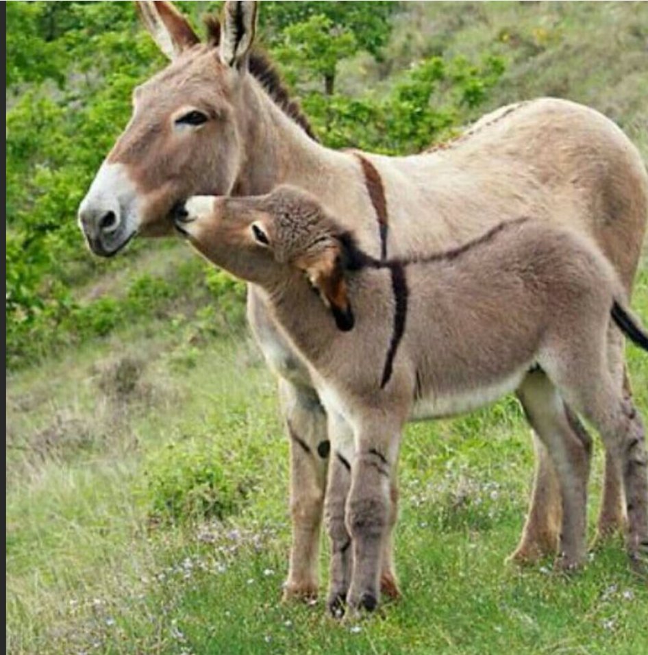 Solve Wild Donkeys -- Mamma and Foal. jigsaw puzzle online with 25 pieces