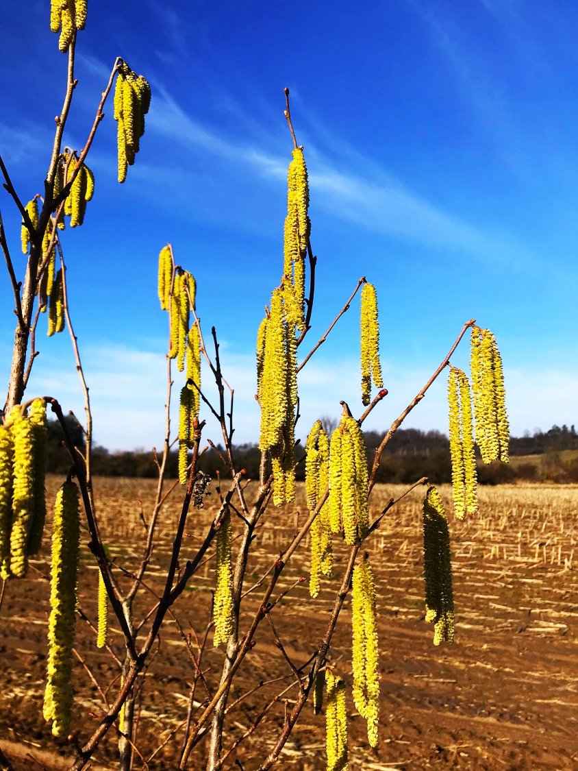 Solve Jaro - Spring jigsaw puzzle online with 12 pieces