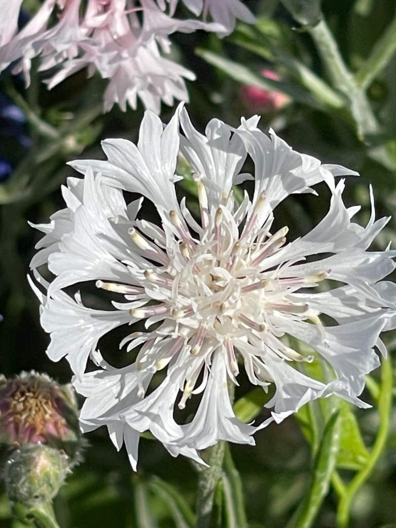 Solve WHITE BACHELOR BUTTON jigsaw puzzle online with 20 pieces