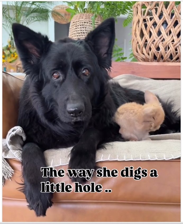 Solve Rescued Bunny Snuggles Into Fluffy Black German Shepherd With ...