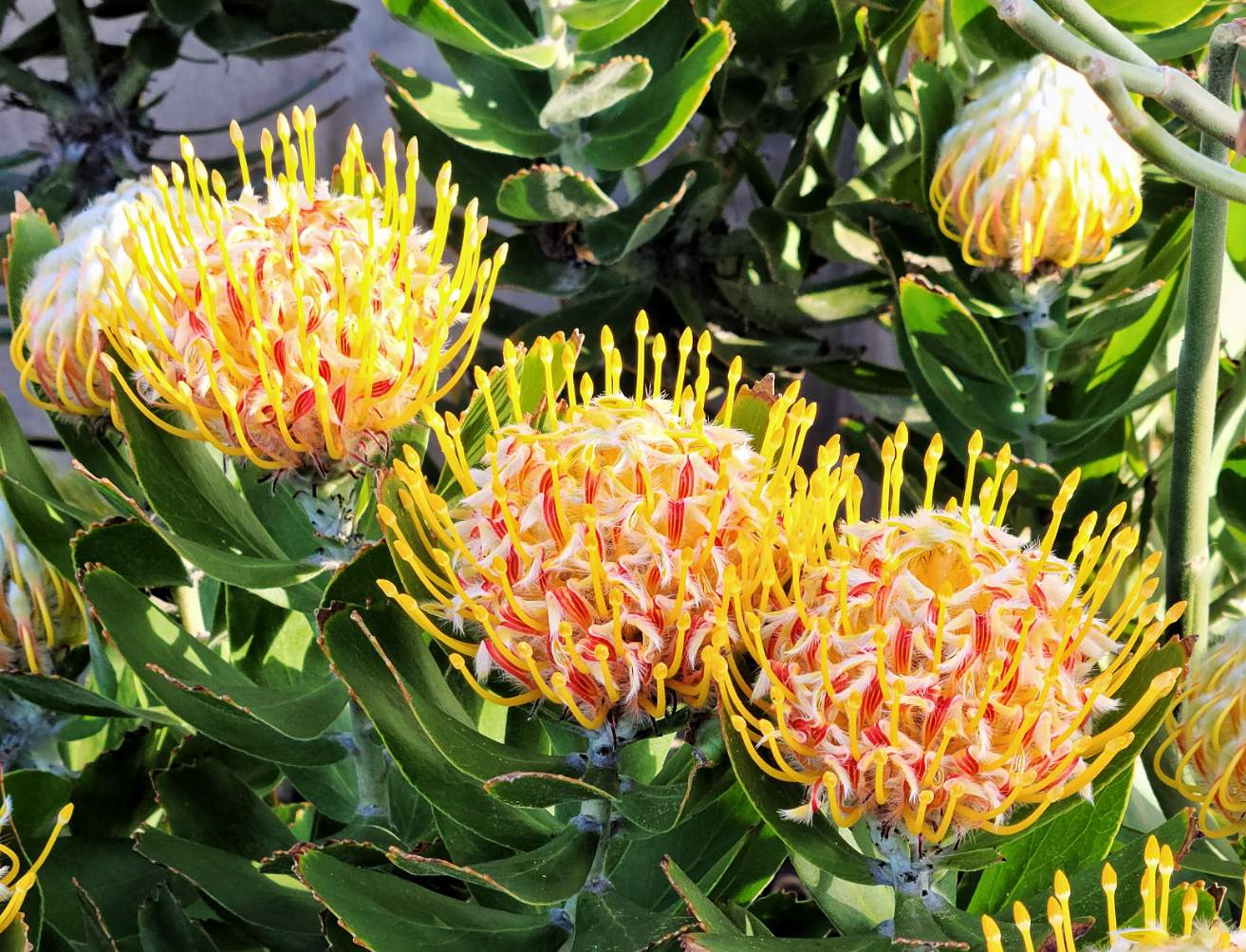 Solve Yellow Pin Cushion Protea in Bloom jigsaw puzzle online with 30 ...