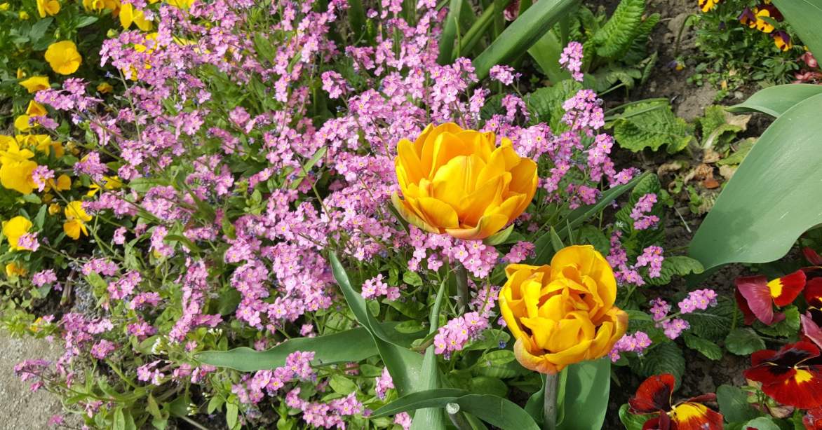 Solve Jaro / Spring jigsaw puzzle online with 15 pieces