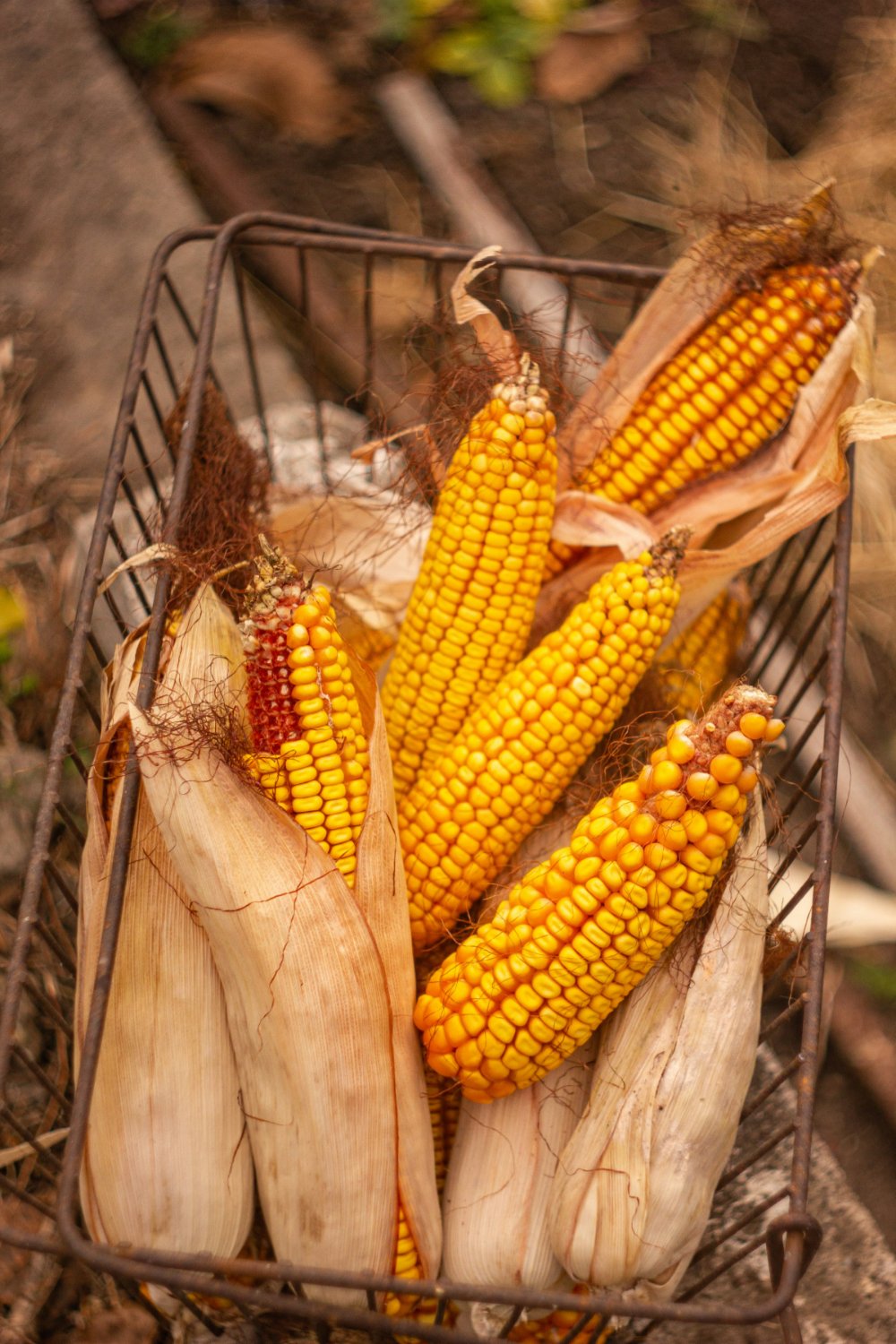 Solve Ears of corn jigsaw puzzle online with 40 pieces