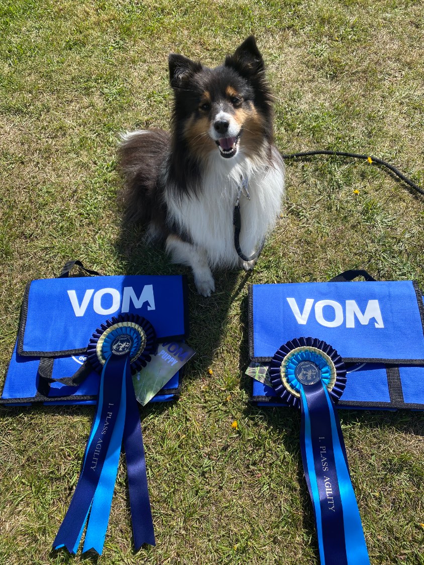 Solve I’m the winner and love to run agility jigsaw puzzle online with ...