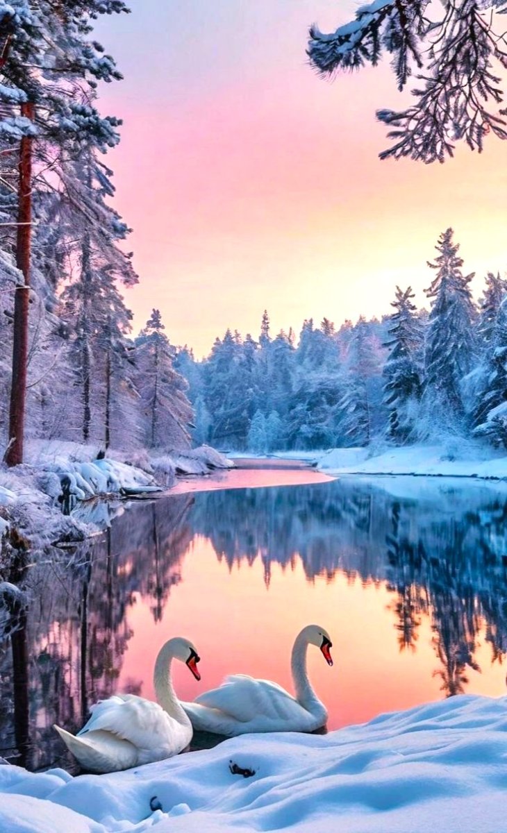 Solve Swans at the Winter Lake.... jigsaw puzzle online with 24 pieces