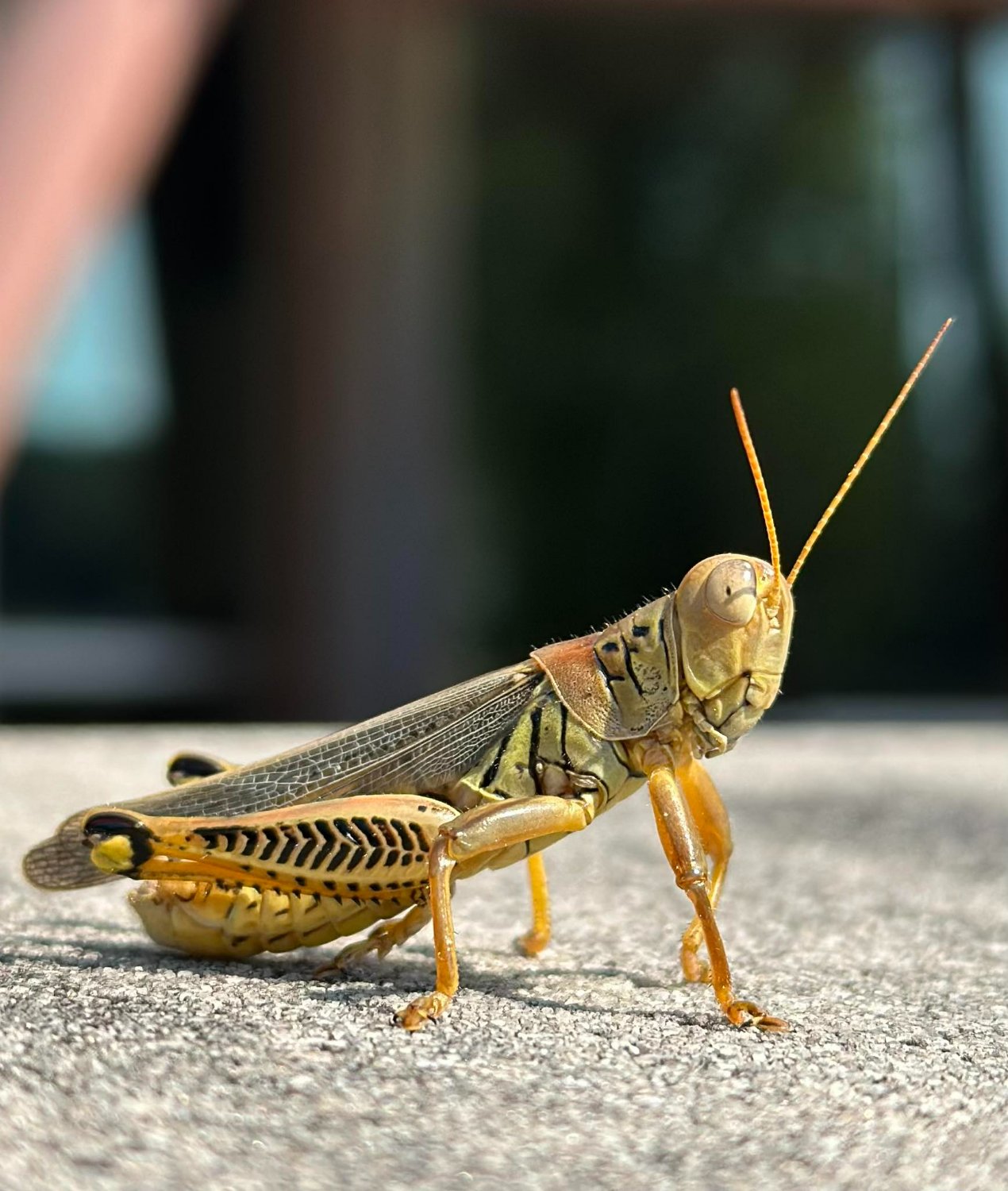 Solve Grasshopper jigsaw puzzle online with 252 pieces