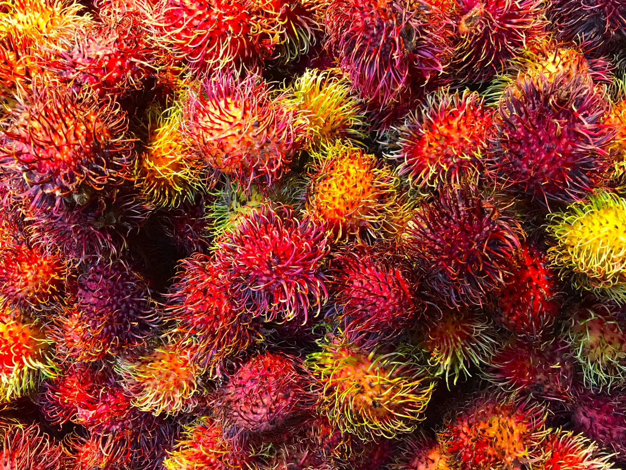 Solve Rambutan jigsaw puzzle online with 300 pieces