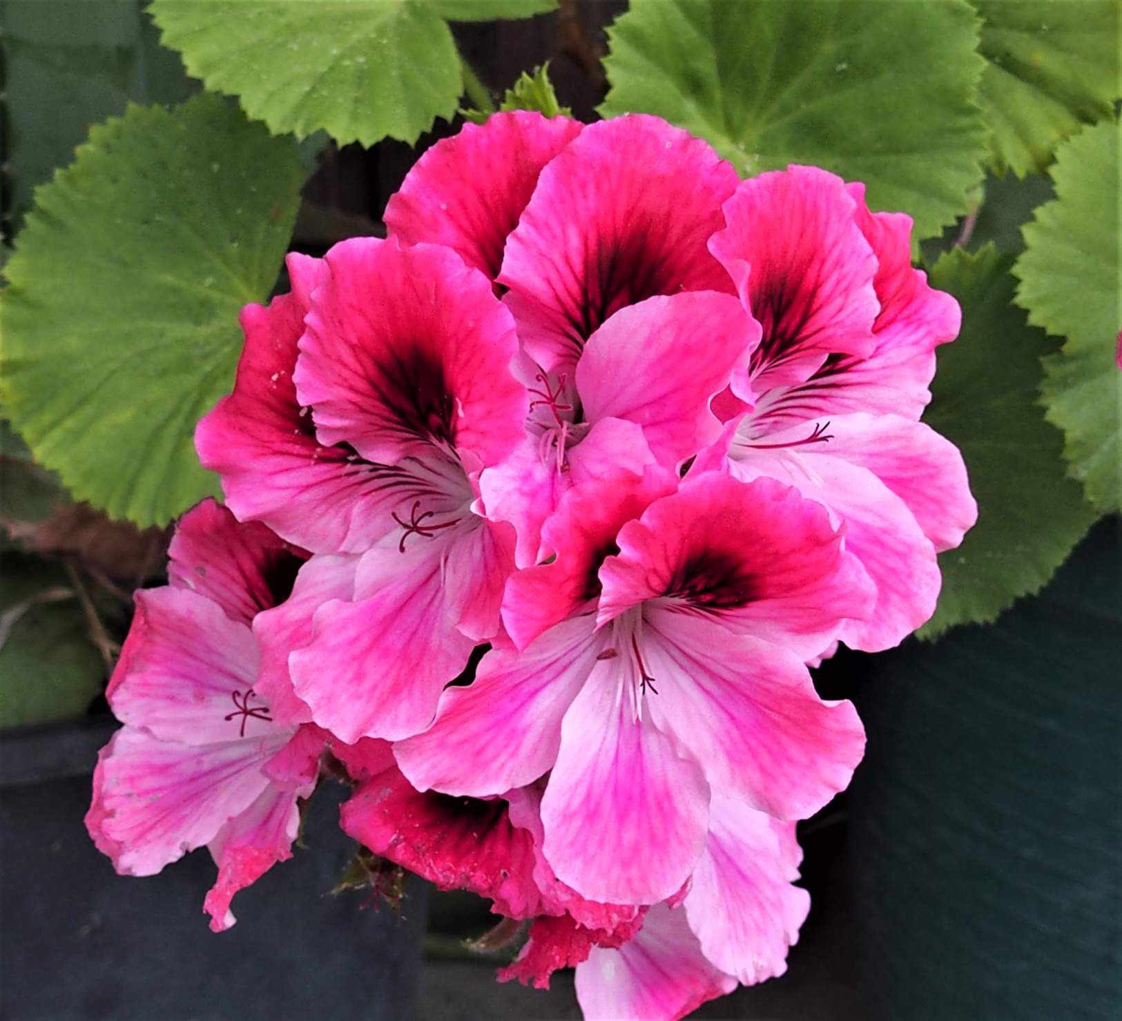 Solve Geranium jigsaw puzzle online with 156 pieces