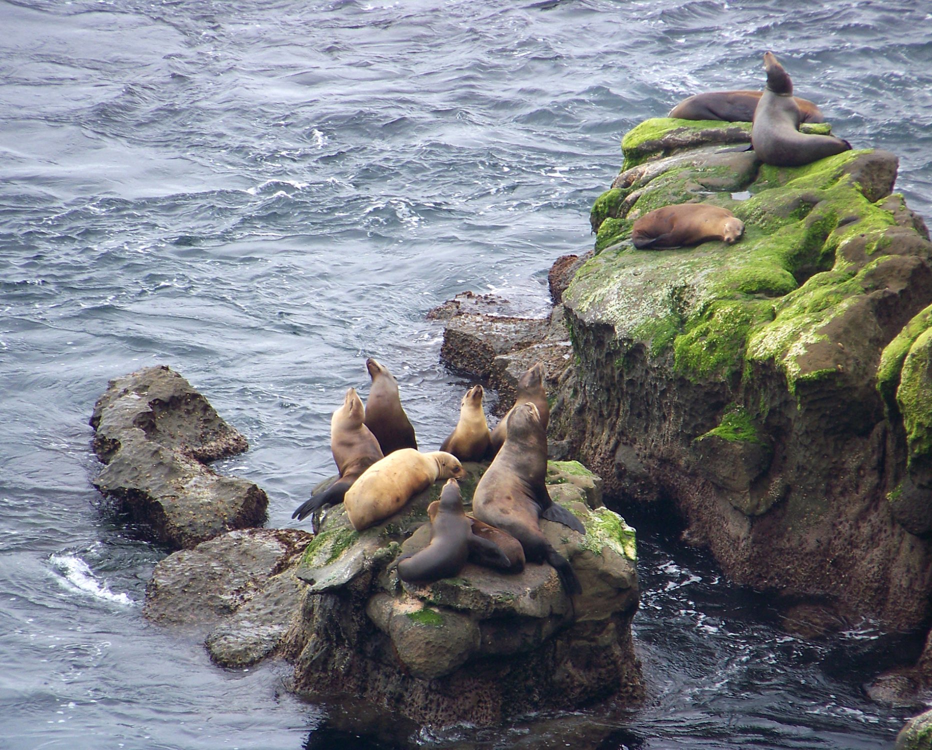 Solve La Jolla CA - Sea Lions jigsaw puzzle online with 154 pieces