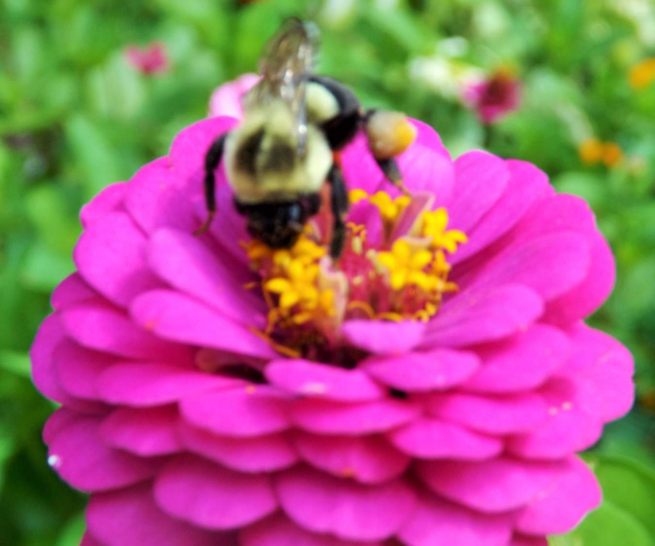 Jigsaw Puzzle | THIS POLLEN LOADED BUMBLE LANDED ON PINK FLOWER REALLY MADE ME WANT HIS PIC ...