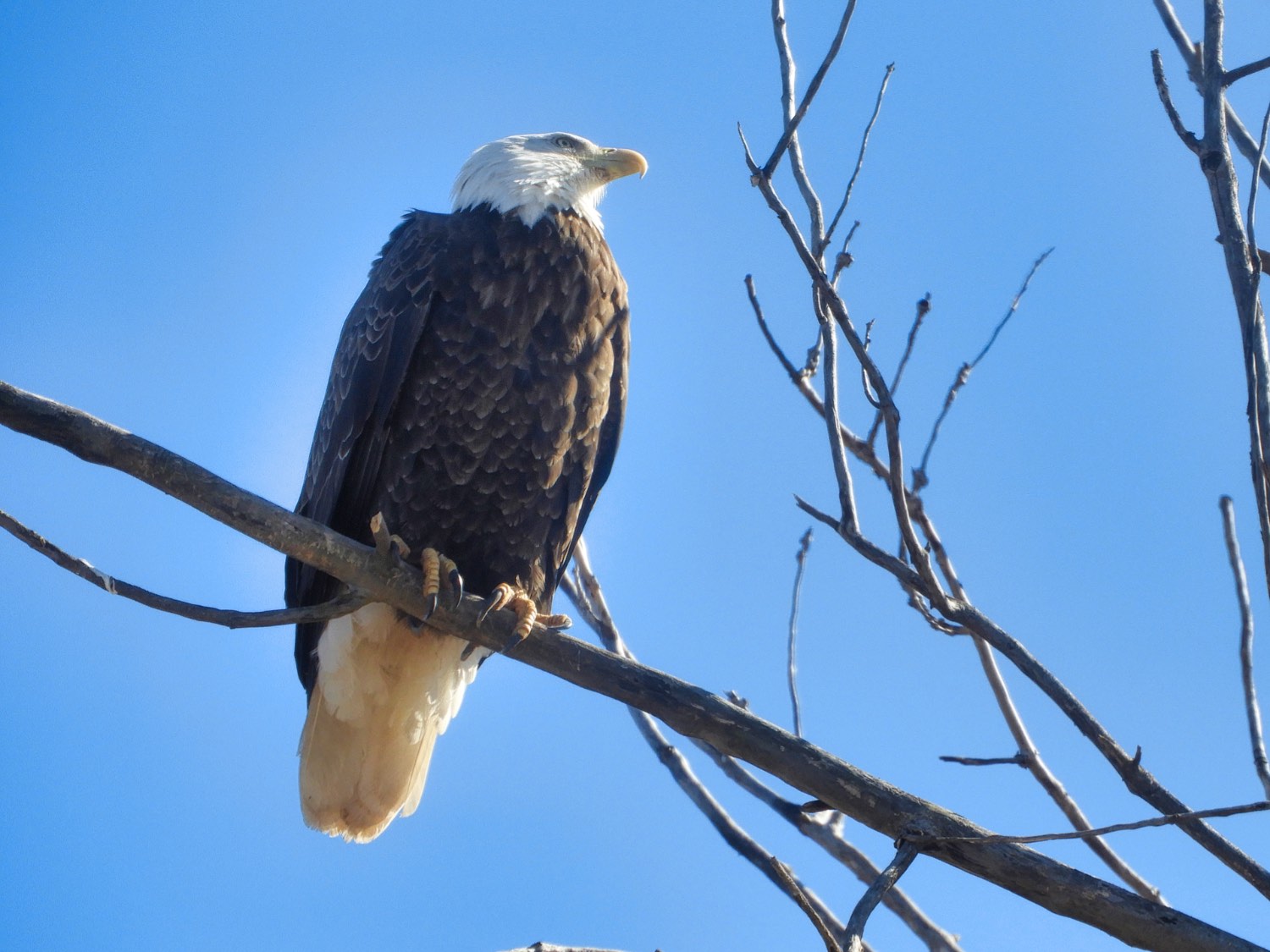 Solve 1st eagle of the day jigsaw puzzle online with 20 pieces
