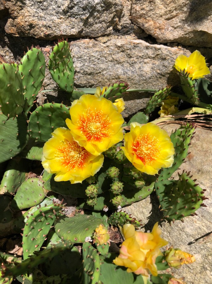 Solve Cactus in Connecticut!?!? jigsaw puzzle online with 12 pieces