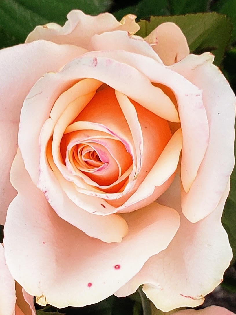 Solve Rose jigsaw puzzle online with 48 pieces