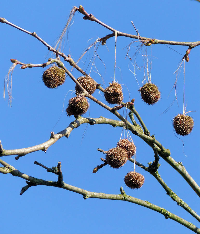 Solve fruits of the sycamore tree jigsaw puzzle online with 56 pieces