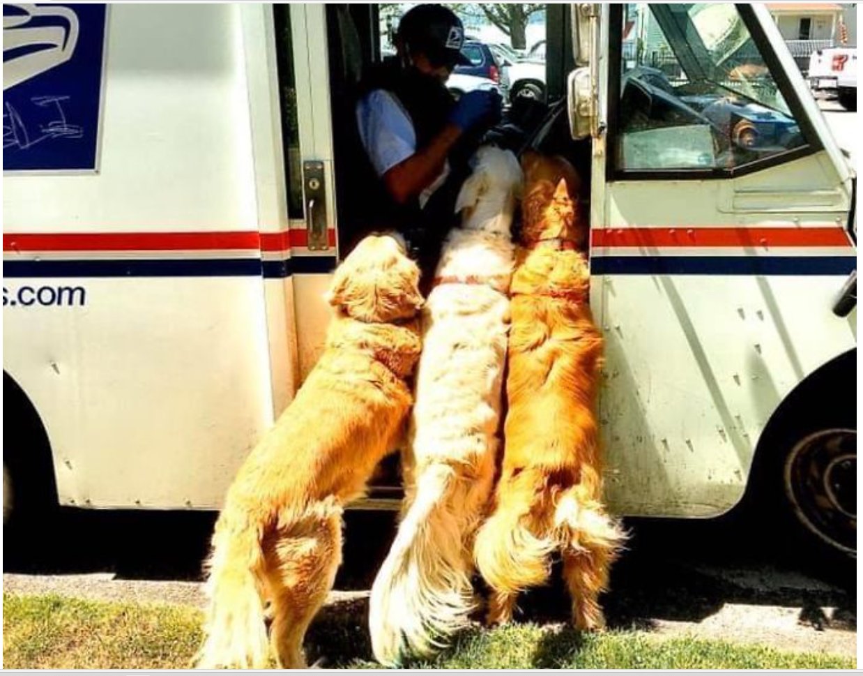 Solve This Is These 'Golden's' Favorite Time Of Day... And The Mailman ...