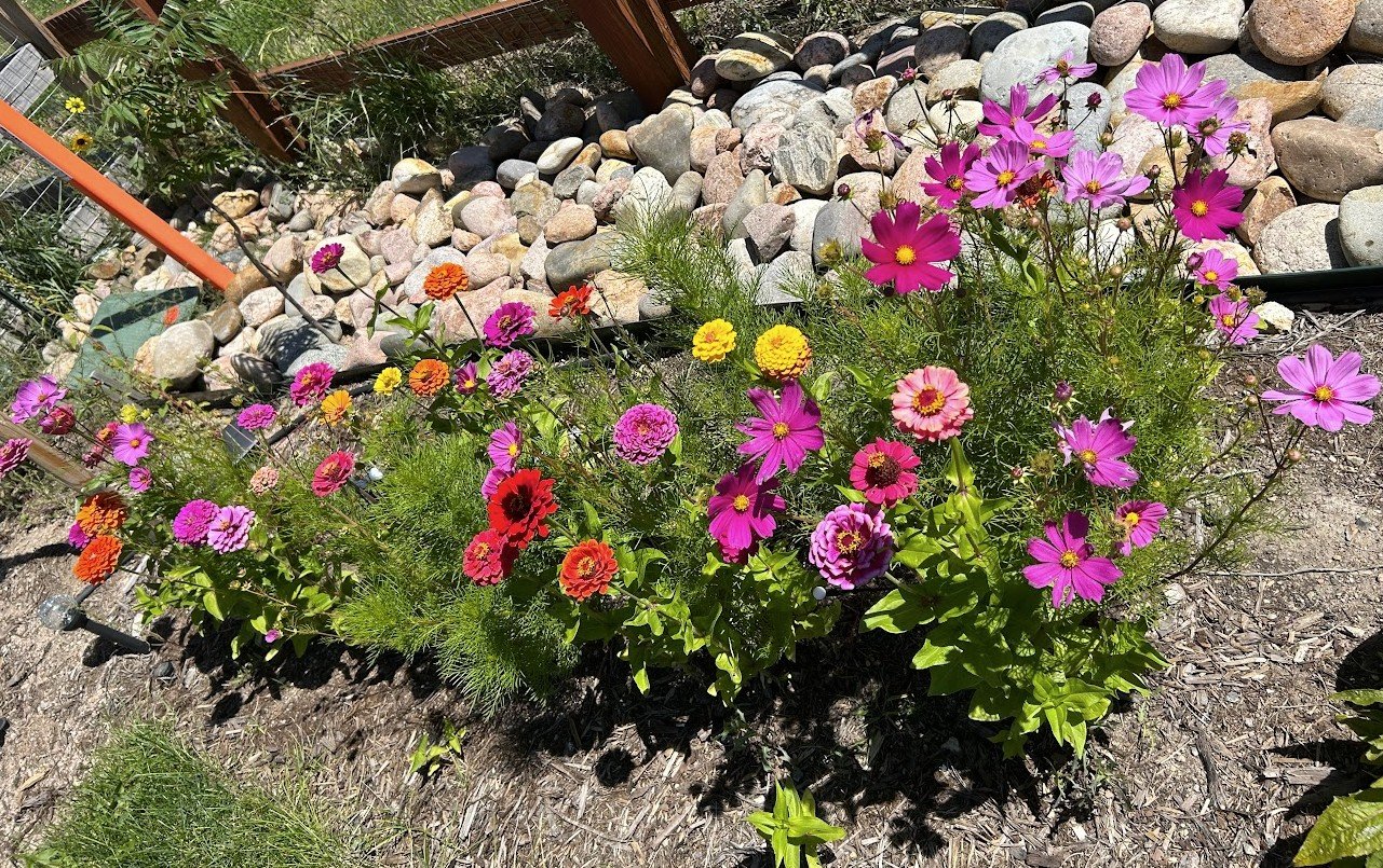 Solve cosmos zinnias jigsaw puzzle online with 294 pieces