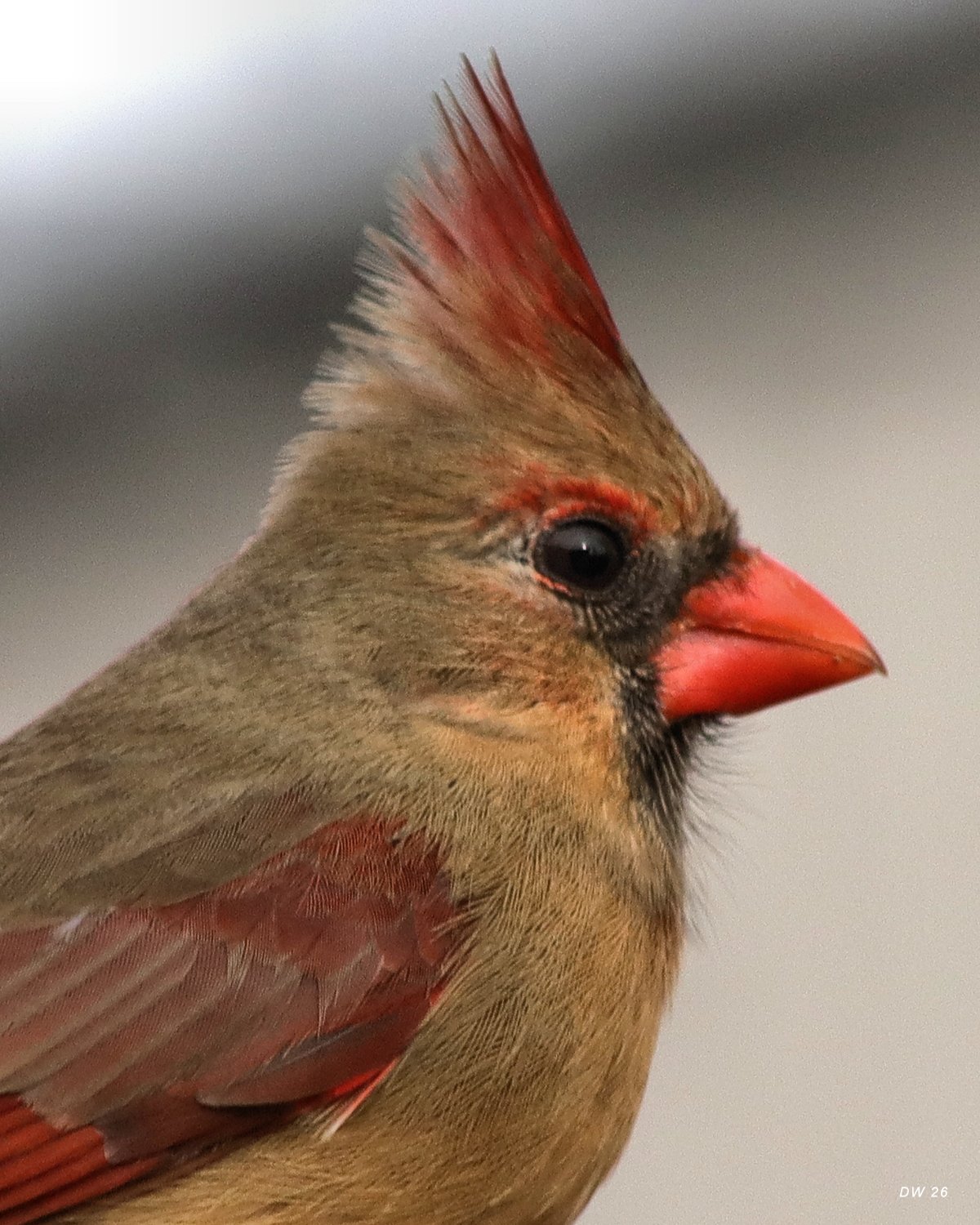 Solve Cardinal - female jigsaw puzzle online with 180 pieces