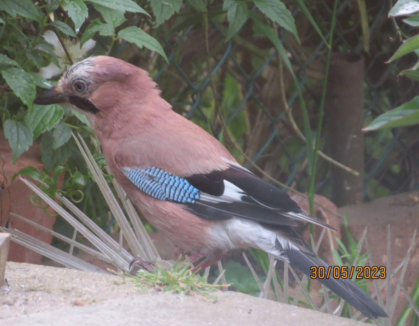 Solve Intelligent Jay jigsaw puzzle online with 80 pieces