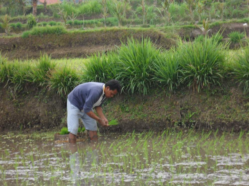 Solve Ostrov Bali - sázení rýže... Bali Island - cultivation rice ...
