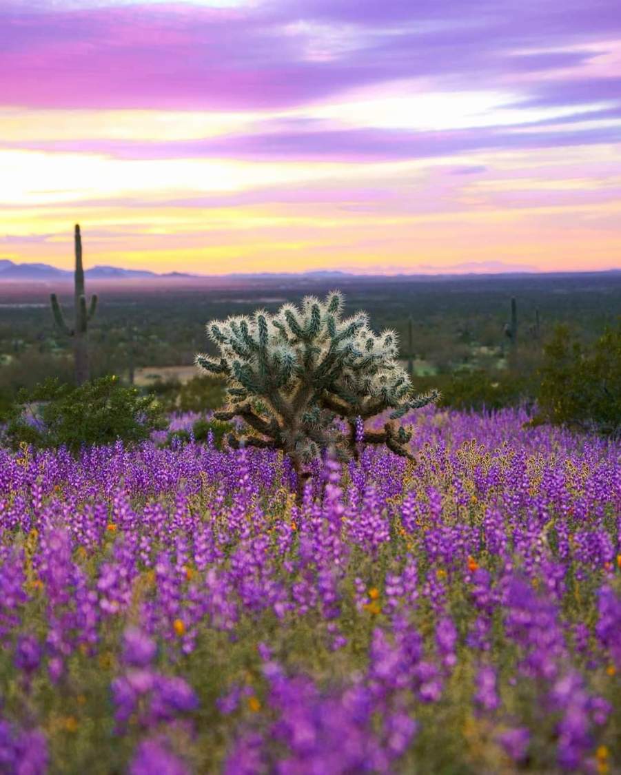 Solve Cholla in the Arizona Spring Desert jigsaw puzzle online with 42 ...