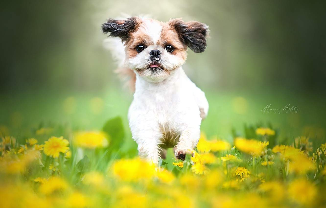 Solve Shih Tzu Puppy jigsaw puzzle online with 330 pieces