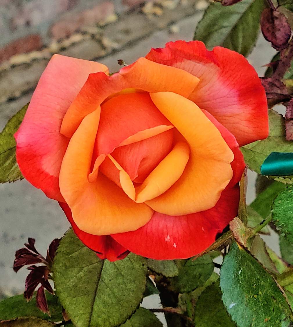 Solve Multi-colored Rose jigsaw puzzle online with 72 pieces