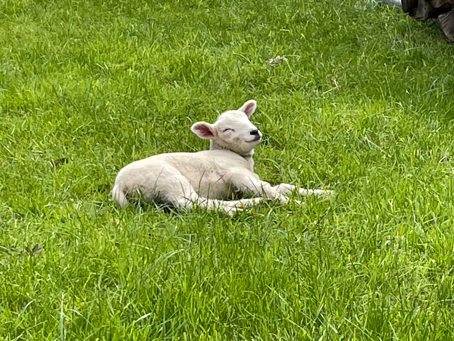 Solve Spring jigsaw puzzle online with 80 pieces