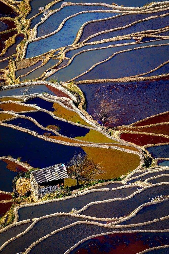 Solve Rice Fields jigsaw puzzle online with 77 pieces