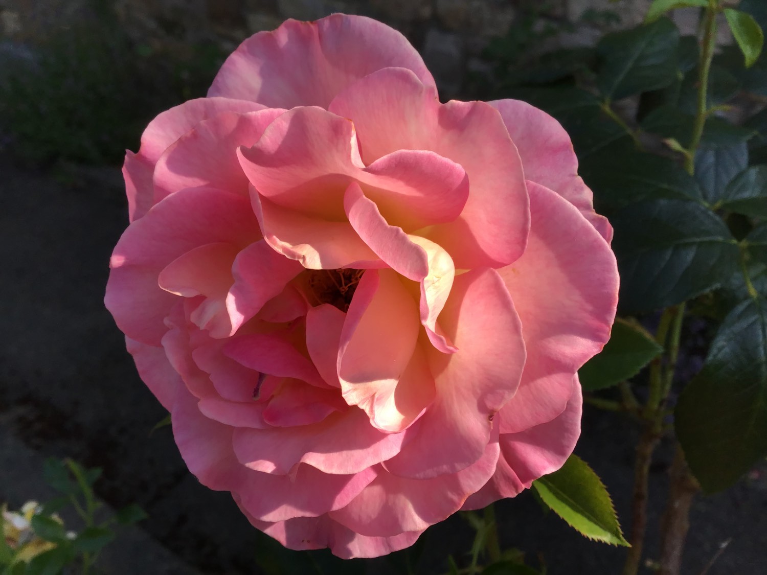 Solve Roses jigsaw puzzle online with 70 pieces