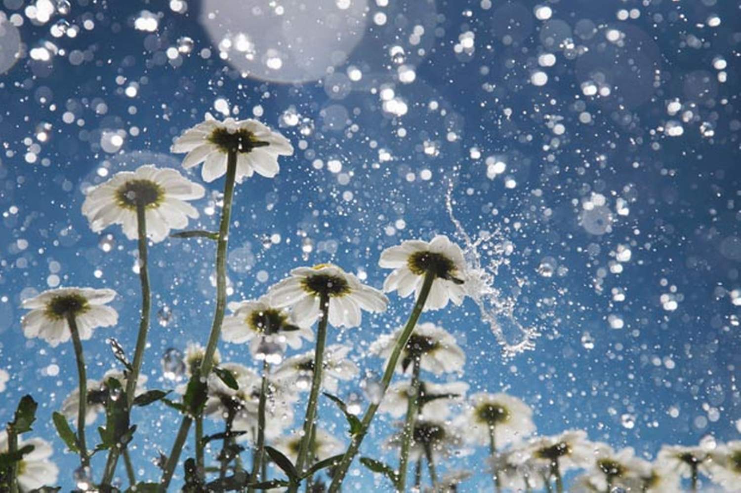 Solve April Showers Bring May Flowers jigsaw puzzle online with 70 pieces