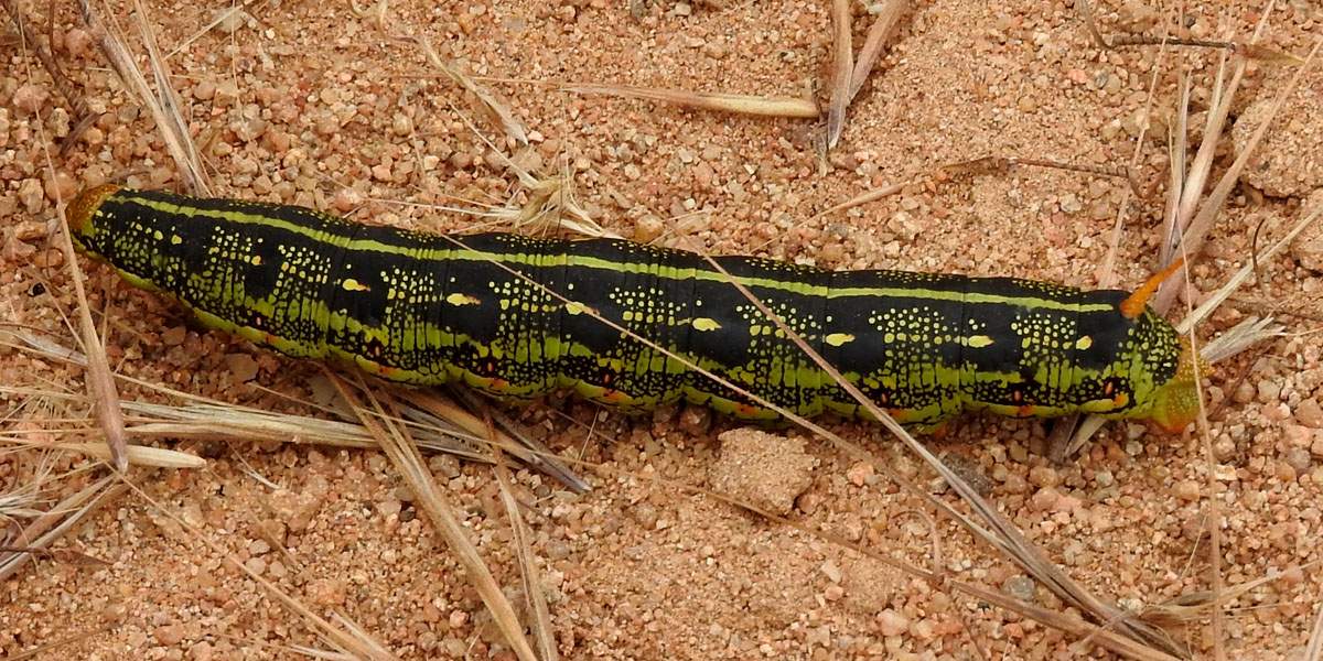 Solve White-lined Sphinx Moth Caterpillar, Buena Vista Park, Vista ...