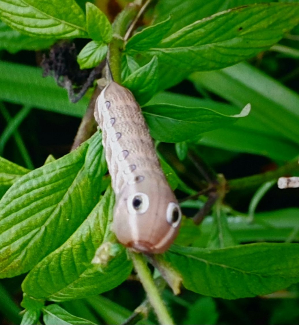 Solve HUMMINGBIRD MOTH CATERPILLAR jigsaw puzzle online with 25 pieces