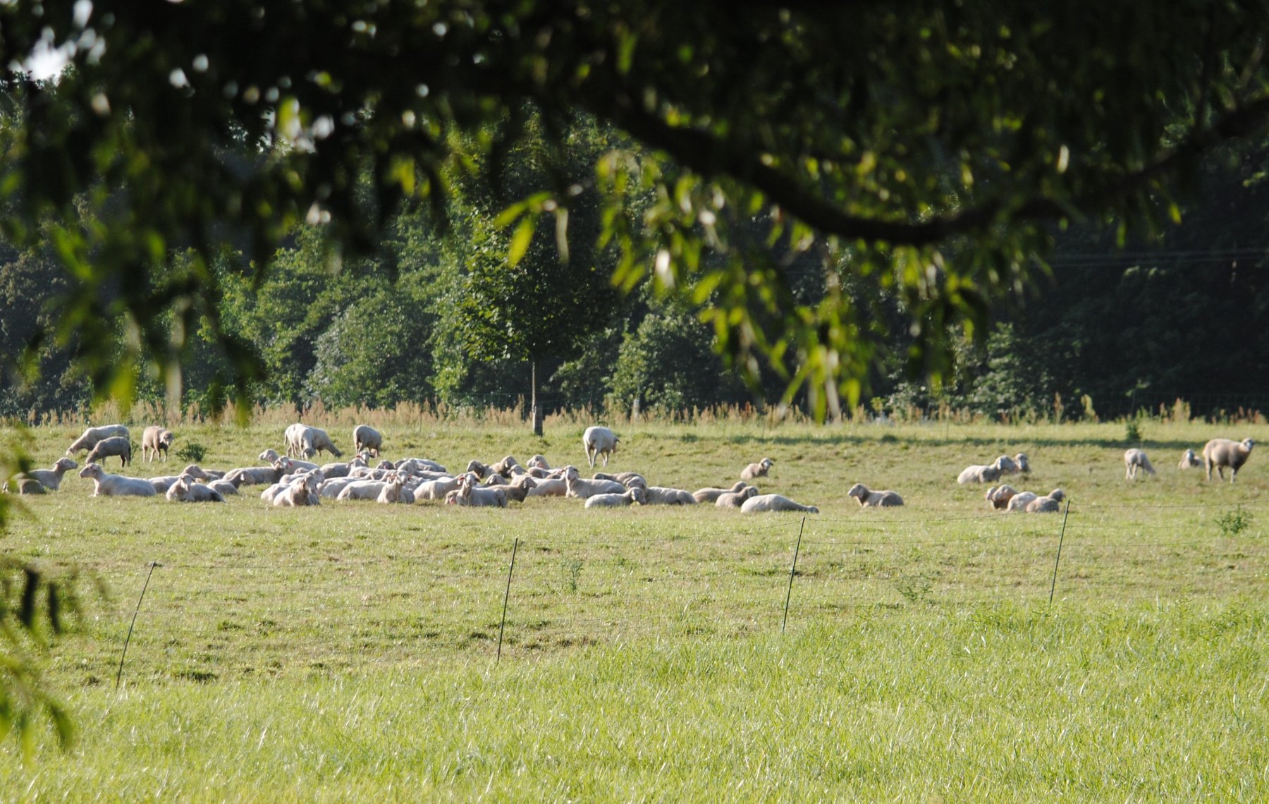 Solve stádo ovcí u Rúdníka jigsaw puzzle online with 54 pieces