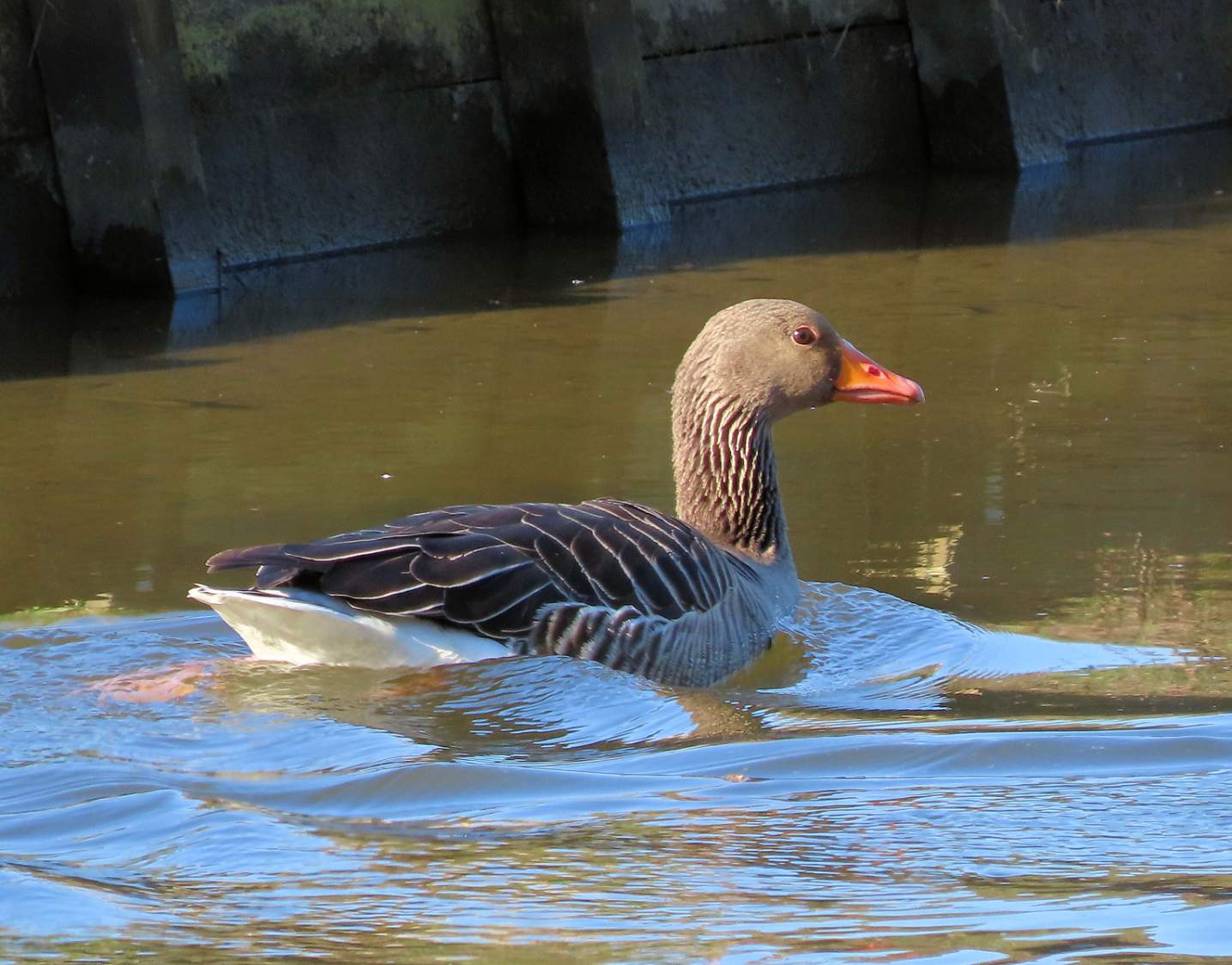 Solve greylag goose (grauwe gans) jigsaw puzzle online with 63 pieces
