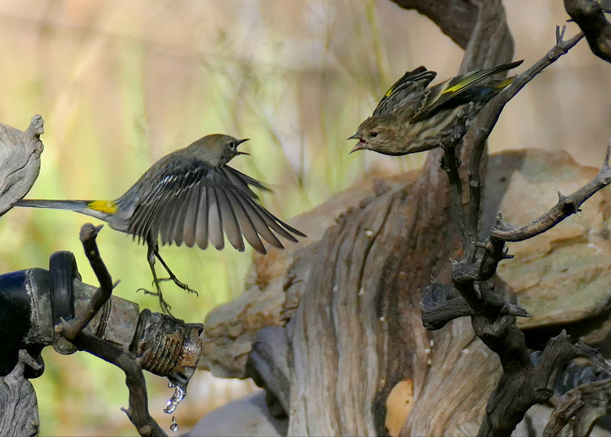 Solve Fighting for water rights jigsaw puzzle online with 117 pieces