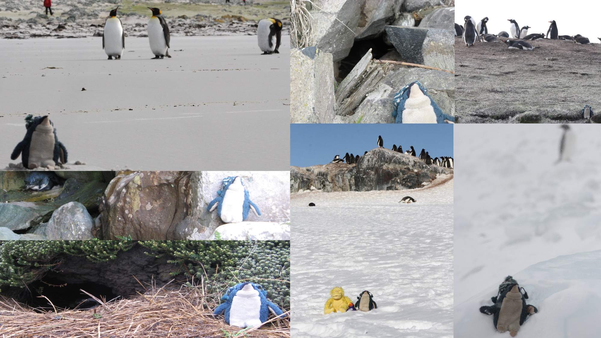 Solve PPA11 - Pengi and Penguins jigsaw puzzle online with 336 pieces