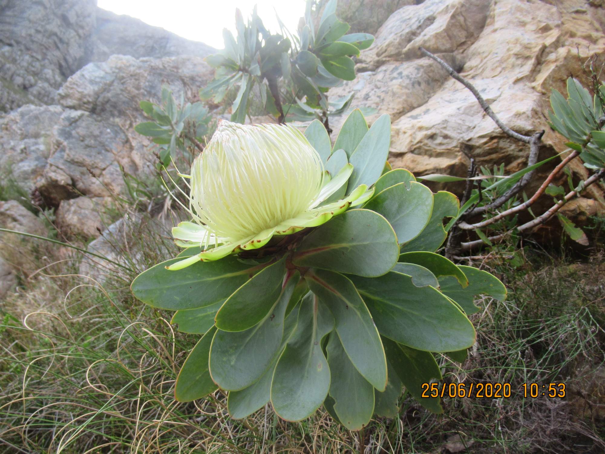 Solve Protea nitida jigsaw puzzle online with 221 pieces